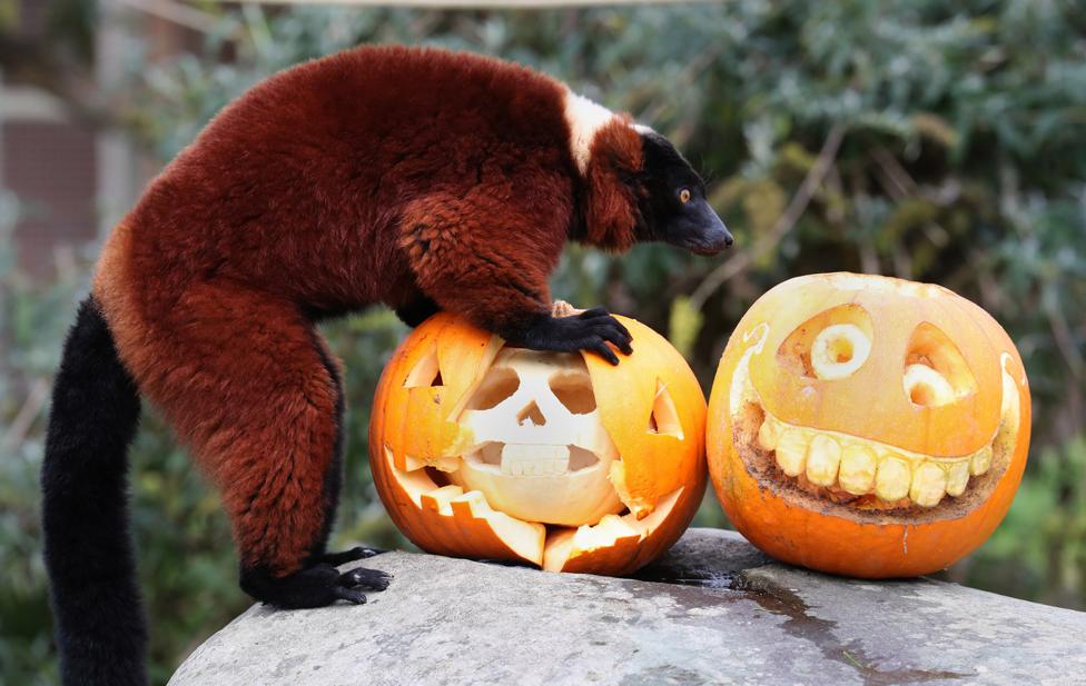 Week in pictures: 24-30 October 2020 - BBC News