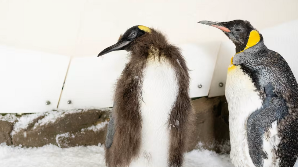 Pesto: Fledging penguin losses furry look! - BBC Newsround