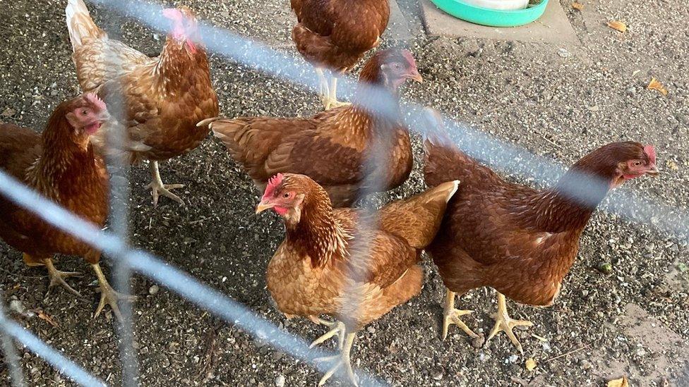 Bird flu: 'Relief' in Devon and Cornwall as restrictions eased - BBC News