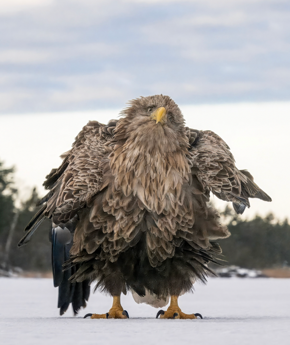 Nikon Comedy Wildlife Awards: Hilarious winning pictures revealed - BBC ...