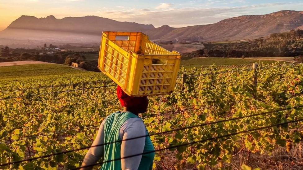 Cyril Ramaphosa signs expropriation bill in South Africa - BBC News