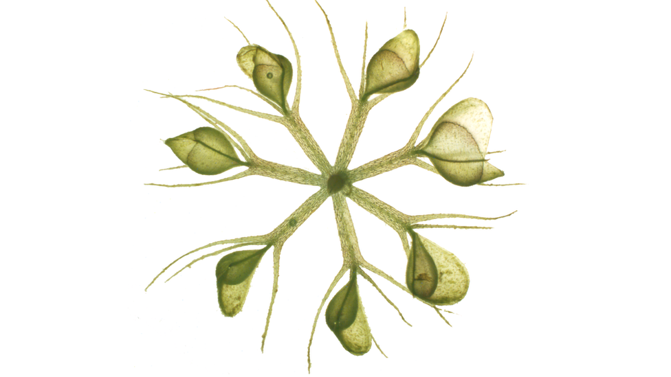 Waterwheel: Ten times faster than a Venus flytrap - BBC News