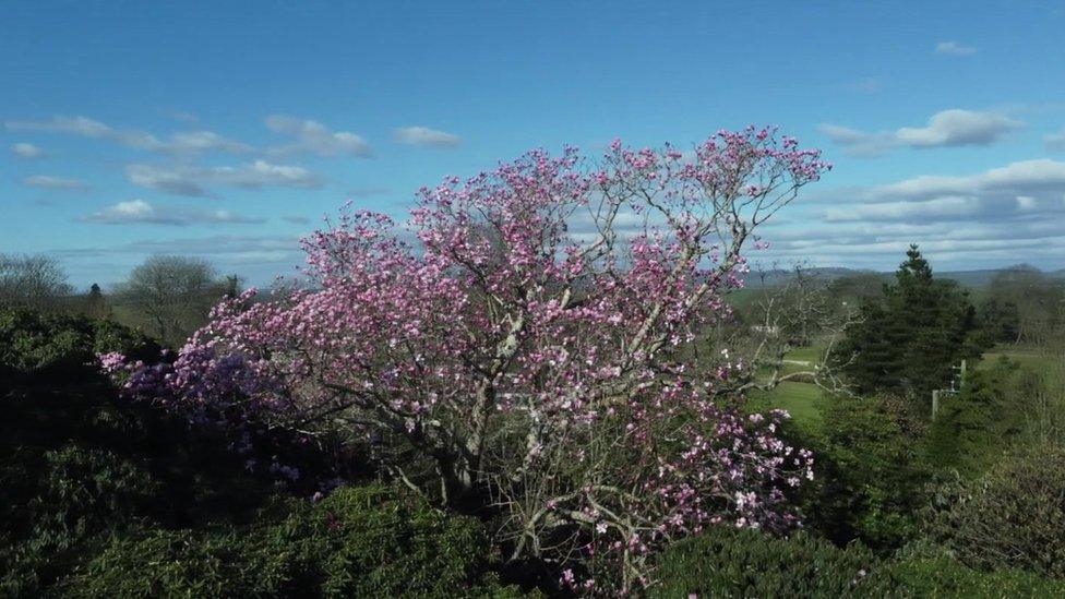 Cookworthy Knapp trees lit up pink to mark coming of spring - BBC News