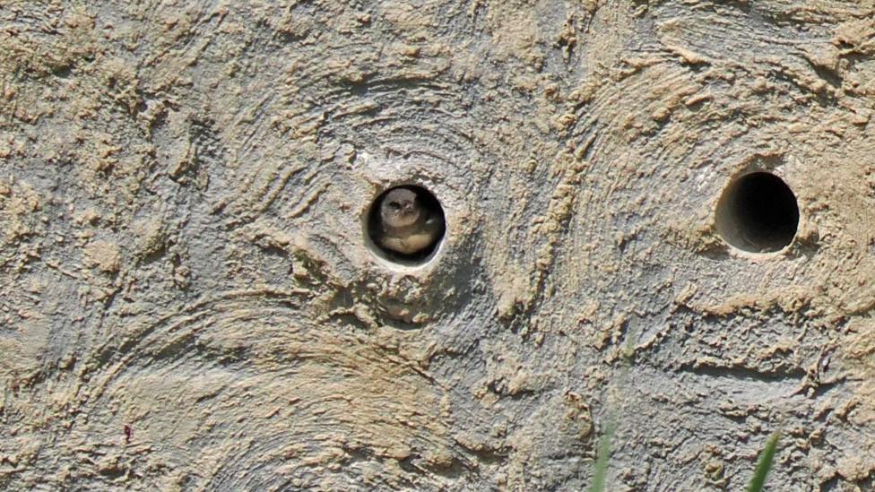 First sand martin chicks spotted at Washington Wetland Centre - BBC News