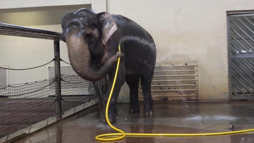 Animal tool use: Mary the elephant uses a hose with her trunk - BBC ...