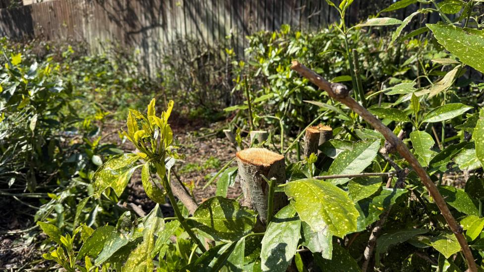 Concern for birds as supermarket clears bushes - BBC News