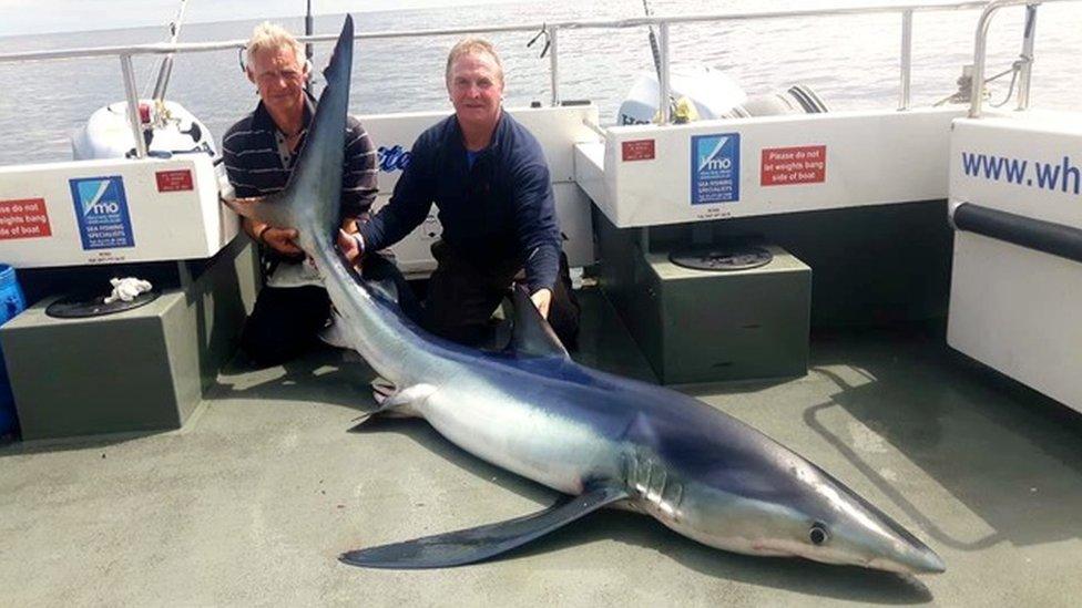 Thresher shark caught on camera at Fishguard Harbour - BBC News