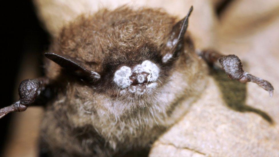 Asian bats show resistance to deadly white-nose syndrome - BBC News