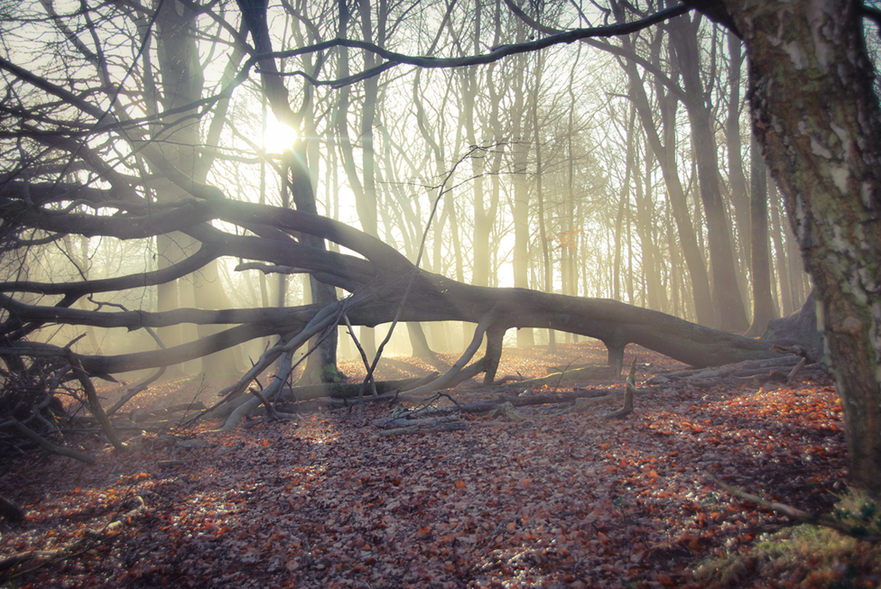 BBC Weather Watchers capture misty mornings in West Midlands - BBC News