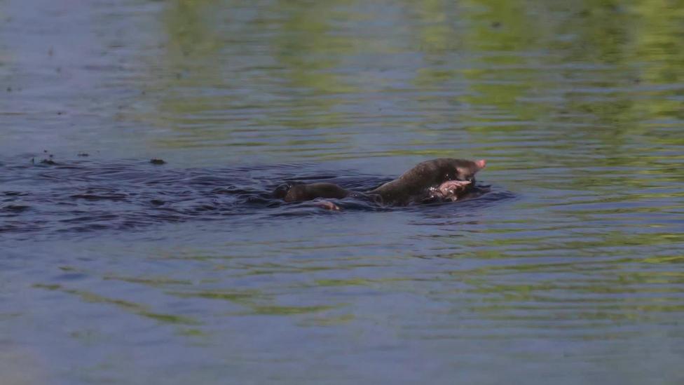 Swimming mole captured by Somerset photographer - BBC News