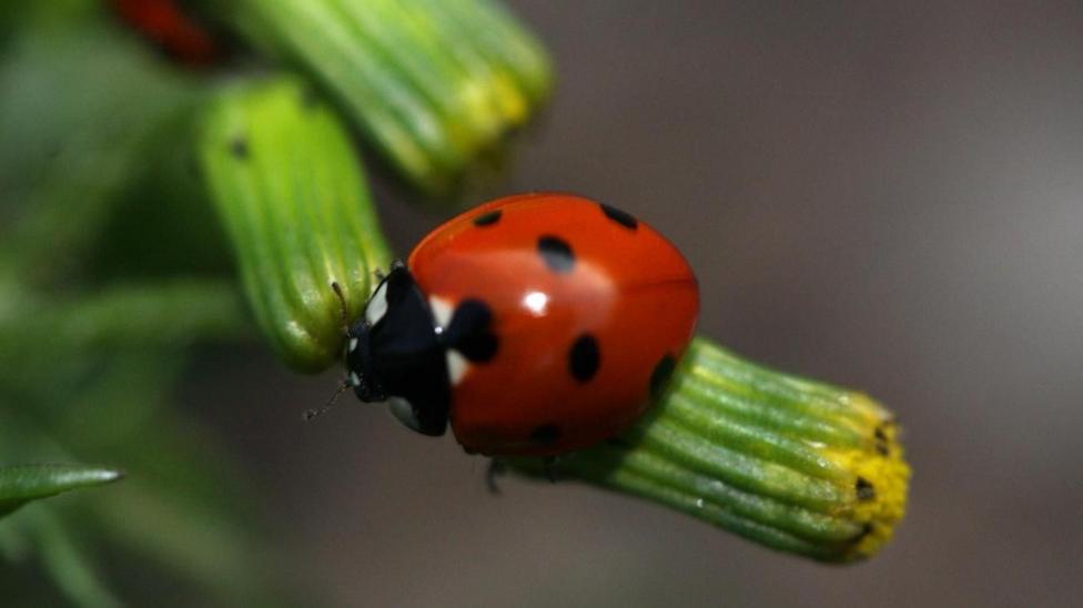 How have UK insects been affected by 2025's hot, sunny weather? - BBC News