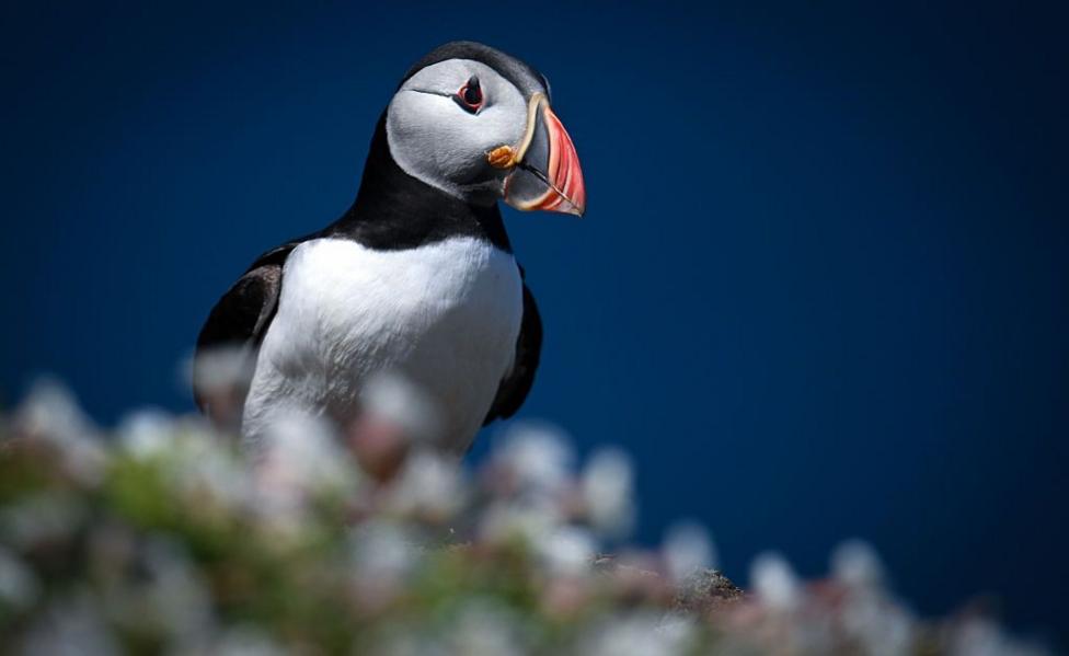 Puffins return to Bempton Cliffs to start nesting - BBC Newsround