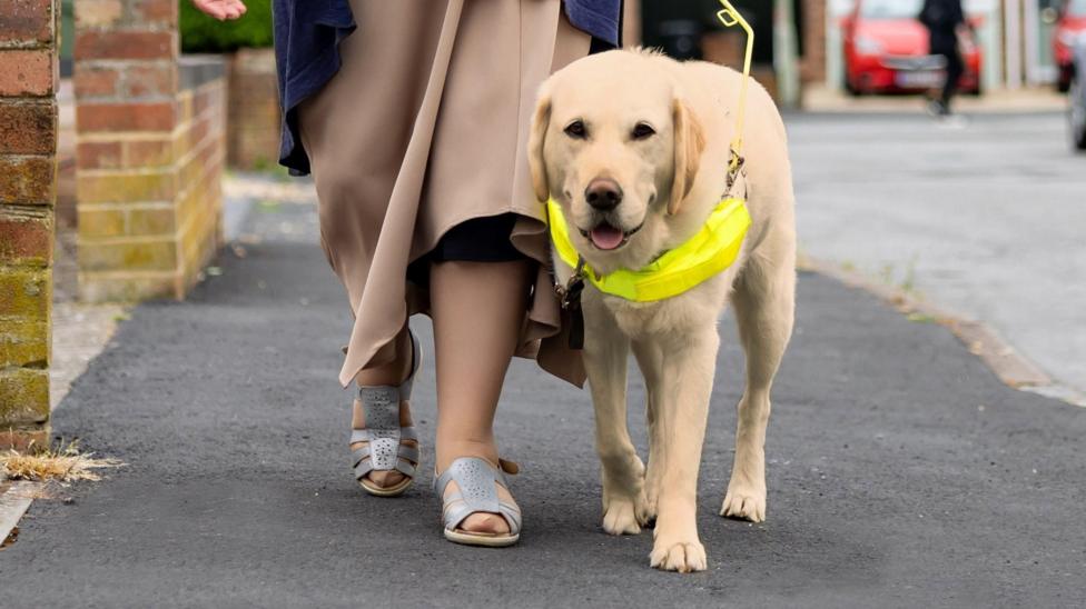 Southampton Airport hosts first guide dog training session - BBC News