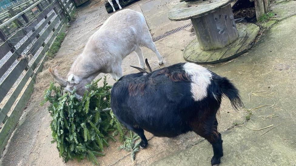 Goats gobble up discarded Christmas trees - BBC News