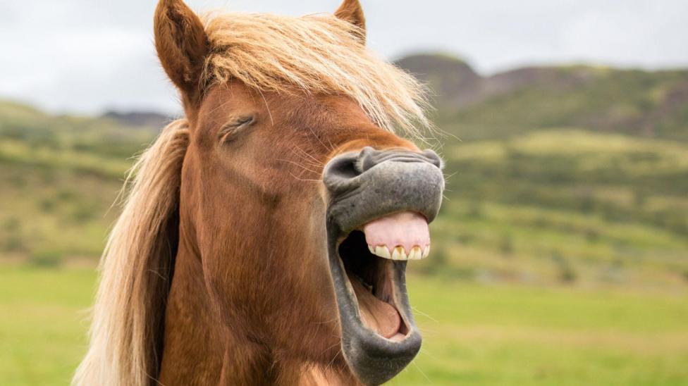 Study shows how horses use facial expressions to communicate - BBC ...