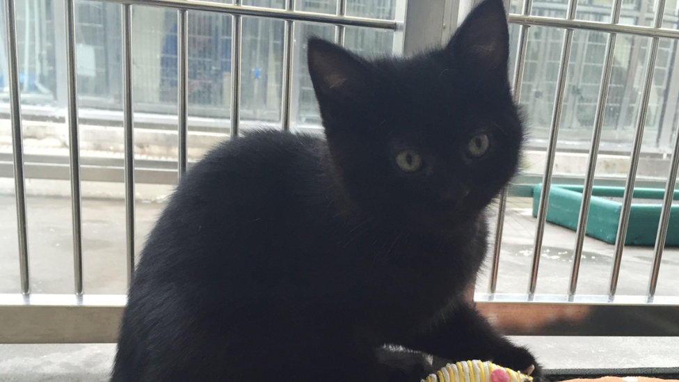 Cat with no nose struggling to find new home - BBC News