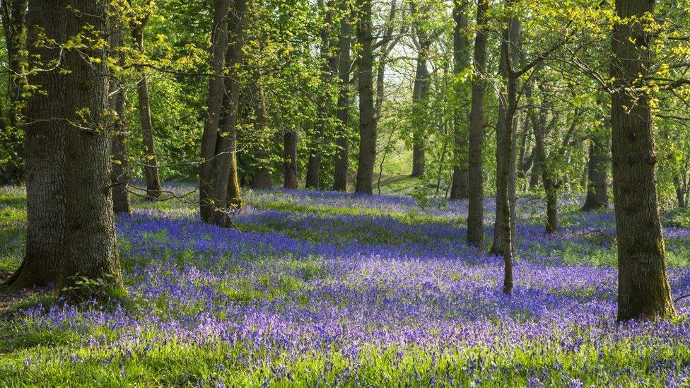 Wales to plant woodlands to remember Covid losses - BBC Newsround