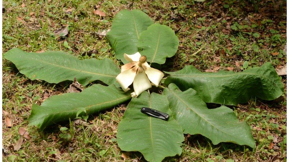 Endangered magnolia species identified - BBC News