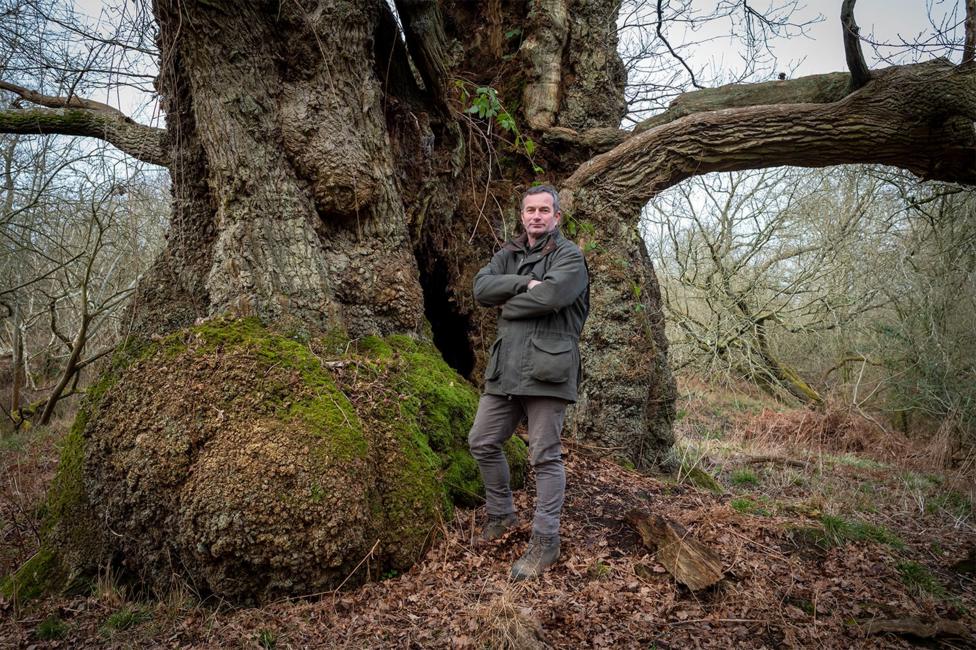 1,000-year-old oaks used to create 'super forest' - BBC News