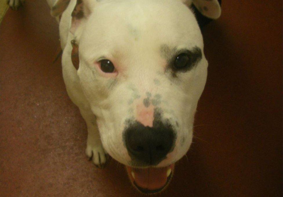 Bilston man captured on CCTV beating dog - BBC News