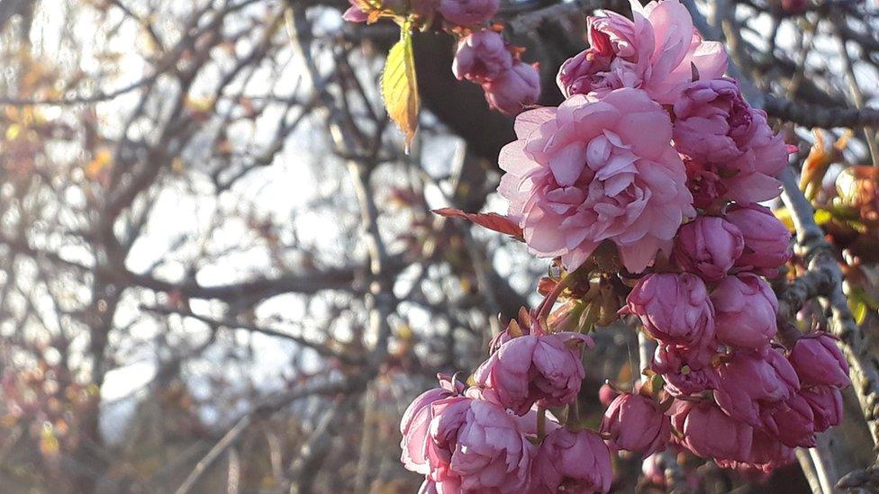Stunning displays as blossom season begins - BBC Weather