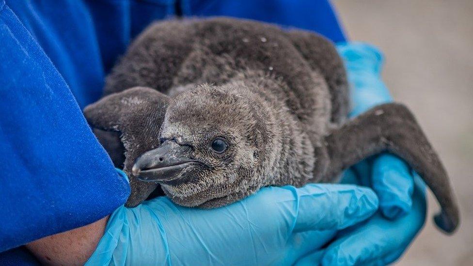 Oldest Humboldt penguin in UK celebrates 35th birthday - BBC Newsround