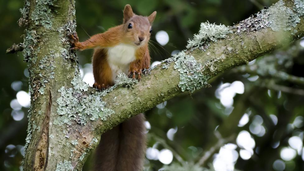 Red squirrel 'army' wins lottery funding for conservation battle - BBC News