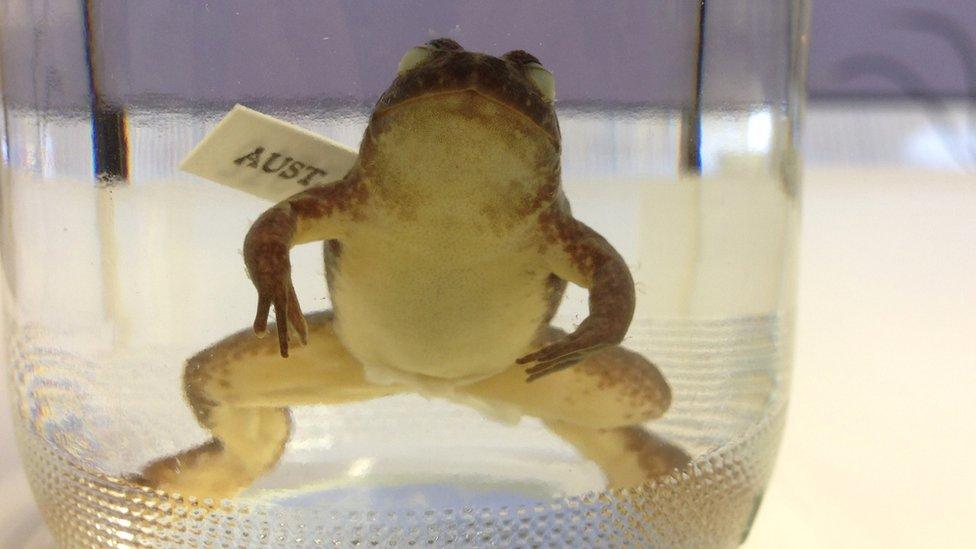 Australia frogs 'could be wiped out by killer fungus' - BBC News