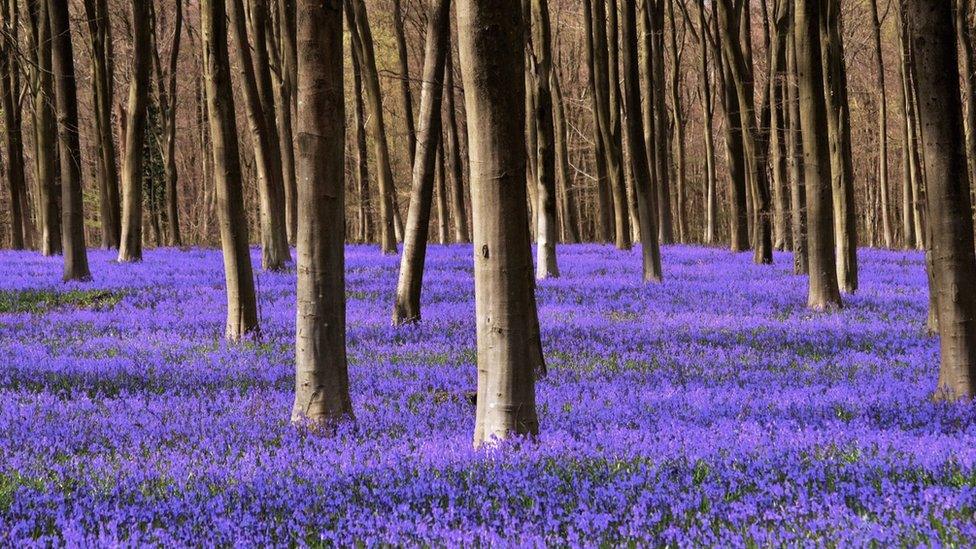 England's Big Picture: 25 April - 1 May 2016 - BBC News