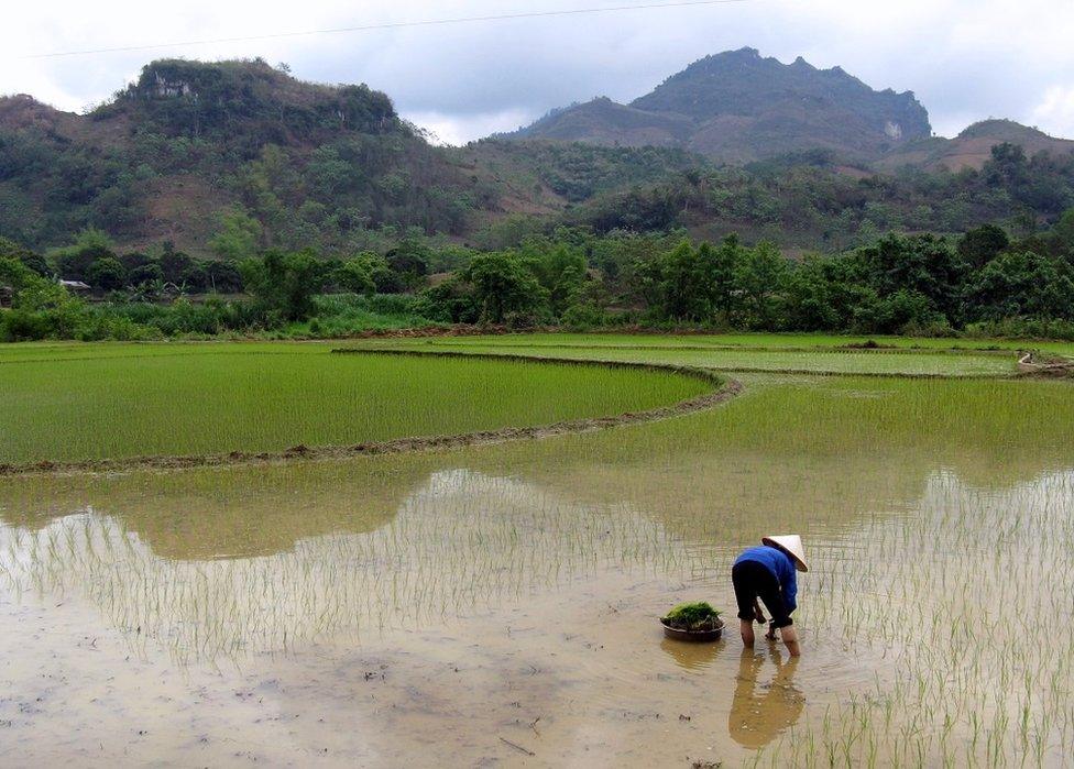 Your pictures: Crops - BBC News
