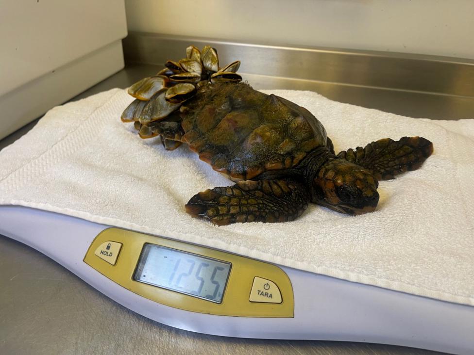 Barnacle Bill: Rescued turtle to be returned to warmer waters - BBC ...