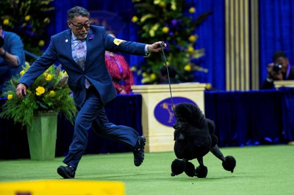 Westminster dog show: Miniature poodle Sage wins Best in Show award ...