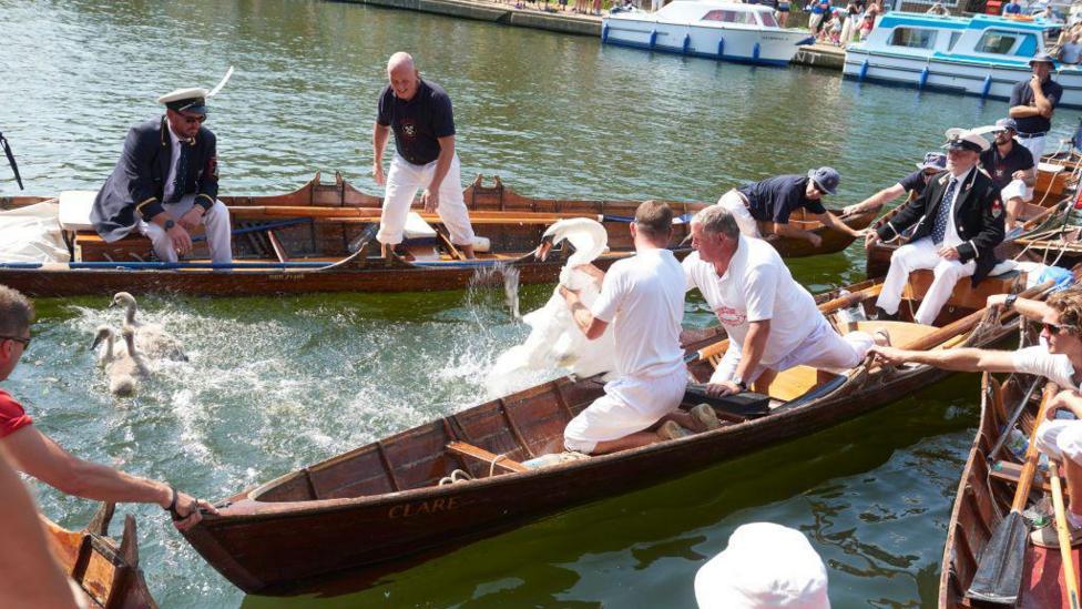 Royal swan count begins after species decline - BBC News
