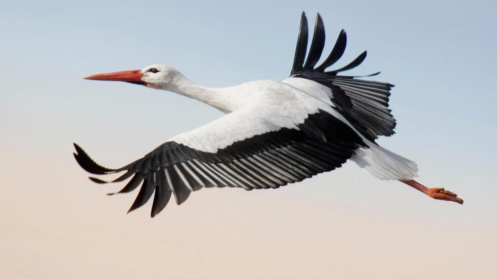 Storks released in Devon for first time in 600 years - BBC Newsround