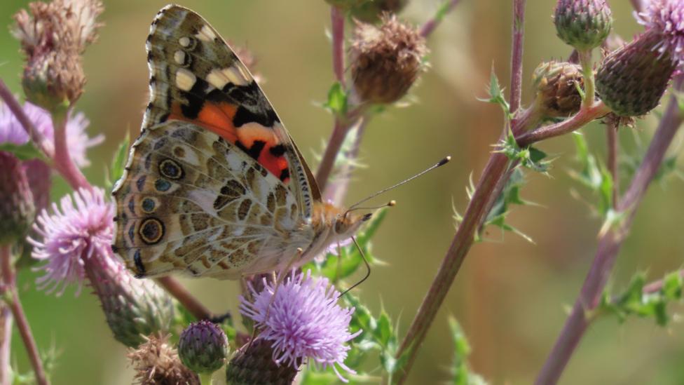 'Butterfly bomb' as Essex estate enjoys population surge - BBC News
