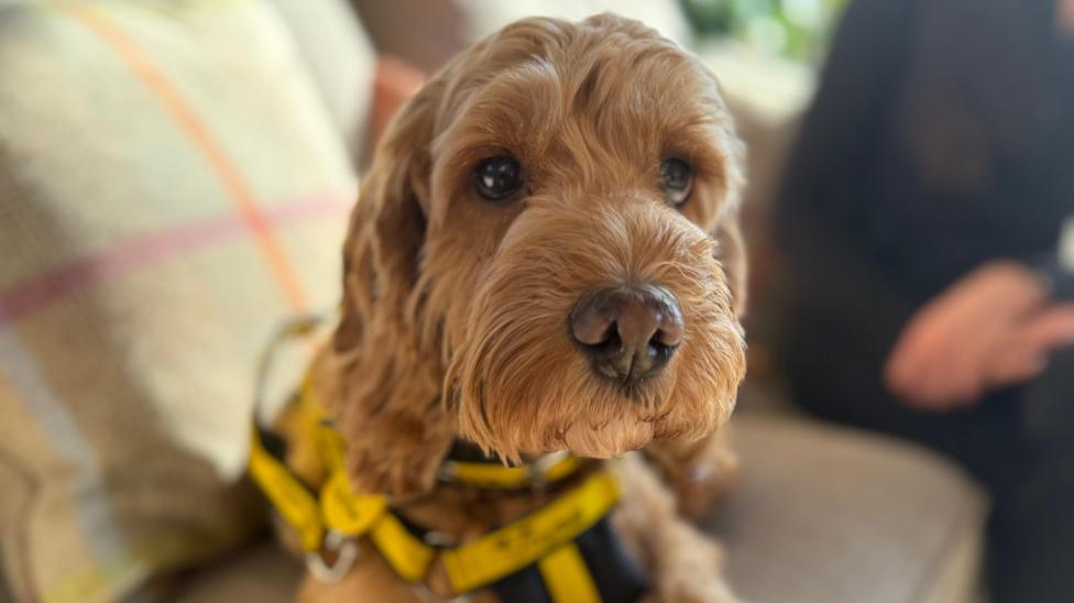 Pete Wicks For Dogs' Sake inspires Essex volunteer to foster pet - BBC News