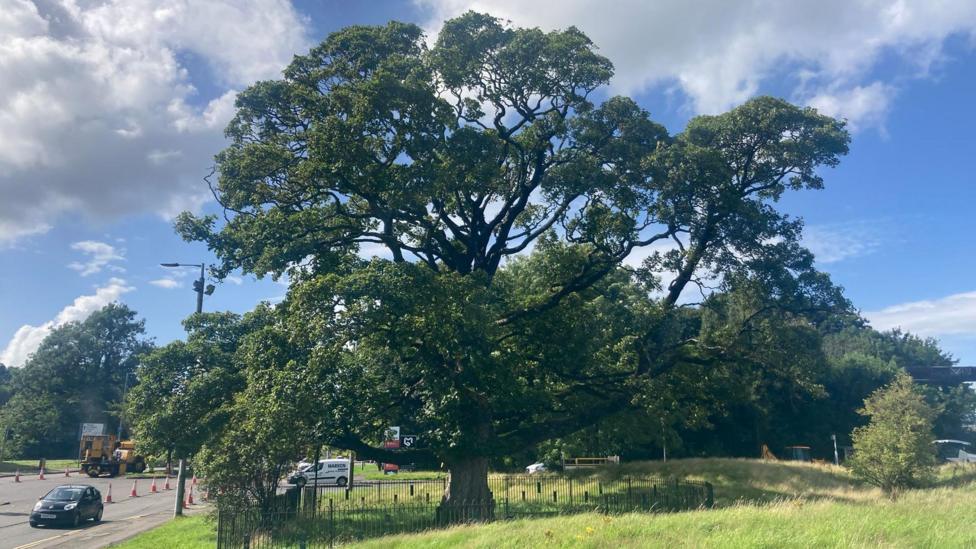 Historians "optimistic" that Darnley Sycamore will survive - BBC News