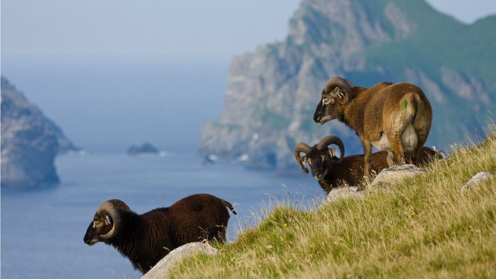 Fresh call from Uist vets for controls on remote St Kilda's sheep - BBC ...