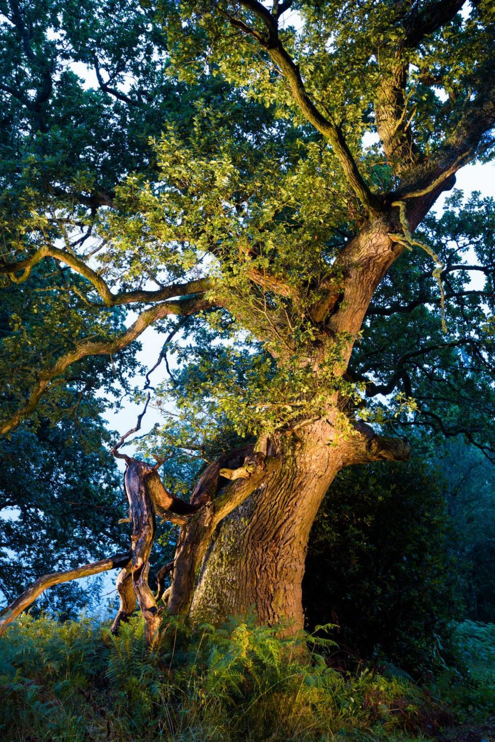 Scotland's tree of the year contenders revealed - BBC News
