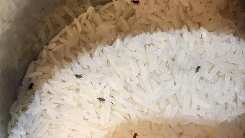 Blackburn woman finds 30 bugs in Tesco bag of rice - BBC News