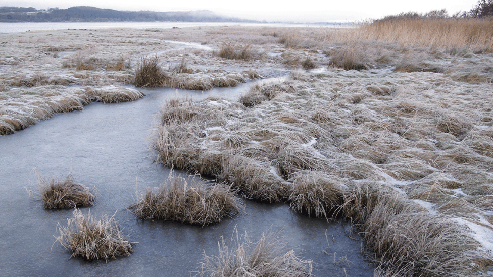 Scotland's saltmarshes mapped for first time - BBC News