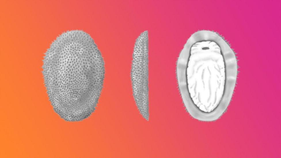 Check out this 500-million year old spiny slug! - BBC Newsround