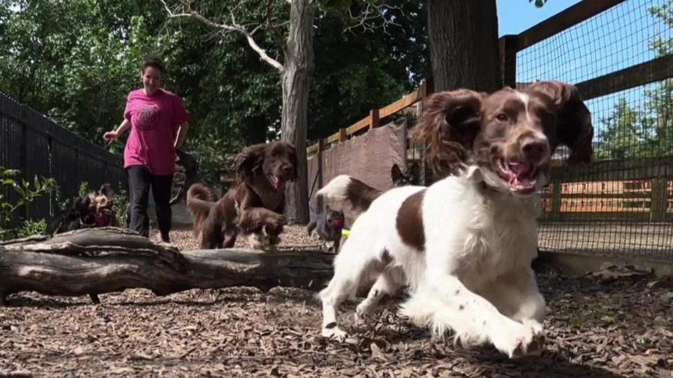 Brixton: 'Dog day care traineeship gave me sense of belonging' - BBC News