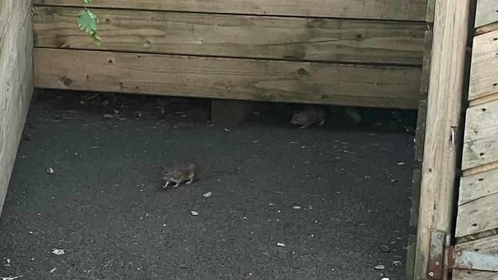 Derry's riverside rats 'enjoying five star all-inclusive holiday' - BBC ...