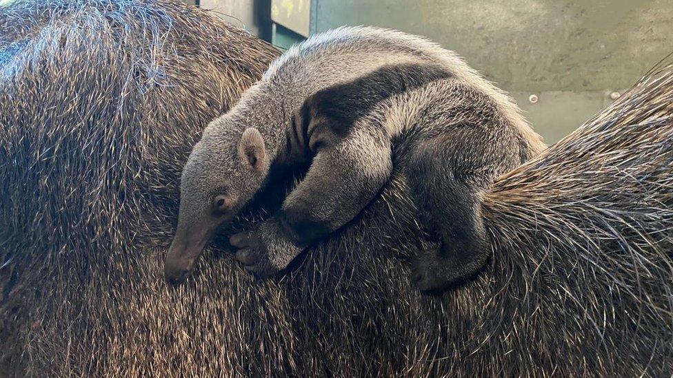 Zoo welcomes first giant anteater baby in 85 years - BBC Newsround