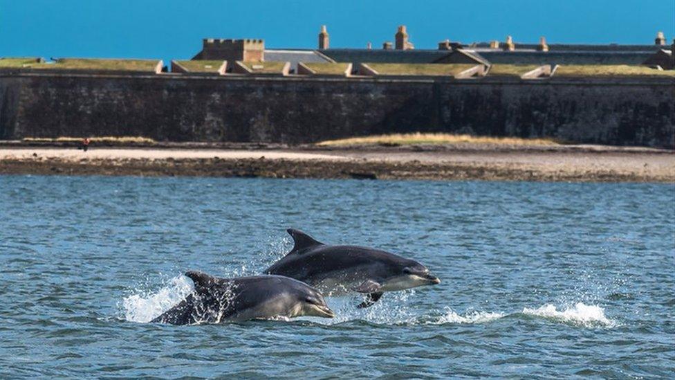 Volunteers take part in training exercise to help beached whales - BBC ...