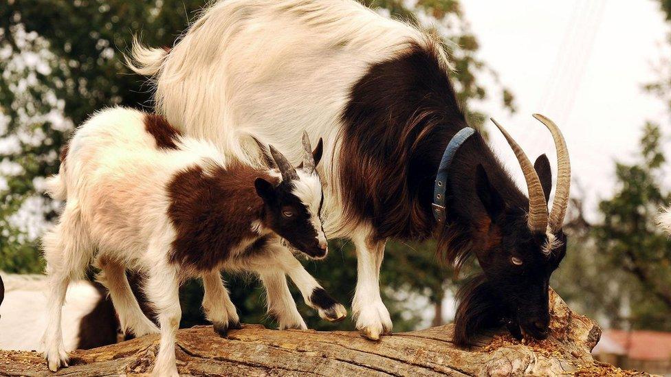 Been and Gone: Gail Zappa and the Curry King - BBC News