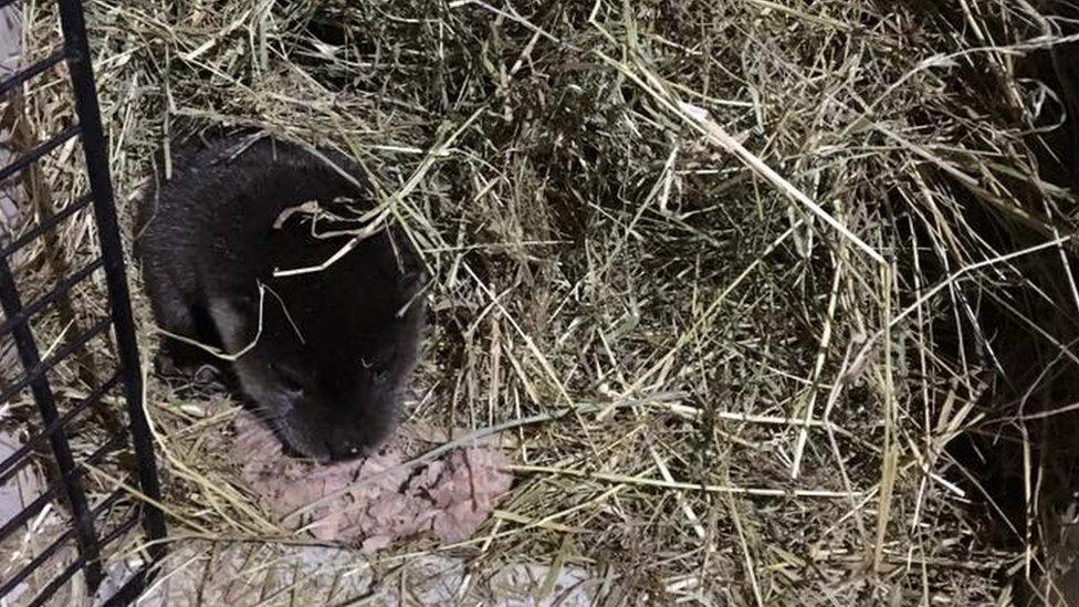 Orphaned baby otter in roadside rescue - BBC News