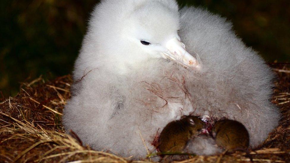 The giant albatross endangered by monster mice - BBC News