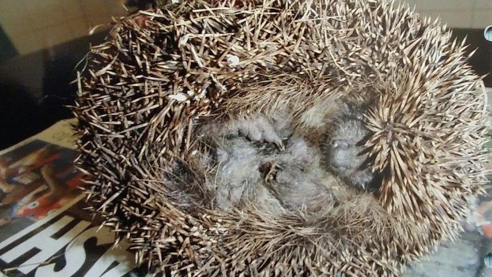Teenager banned from keeping animals after hedgehog death - BBC News